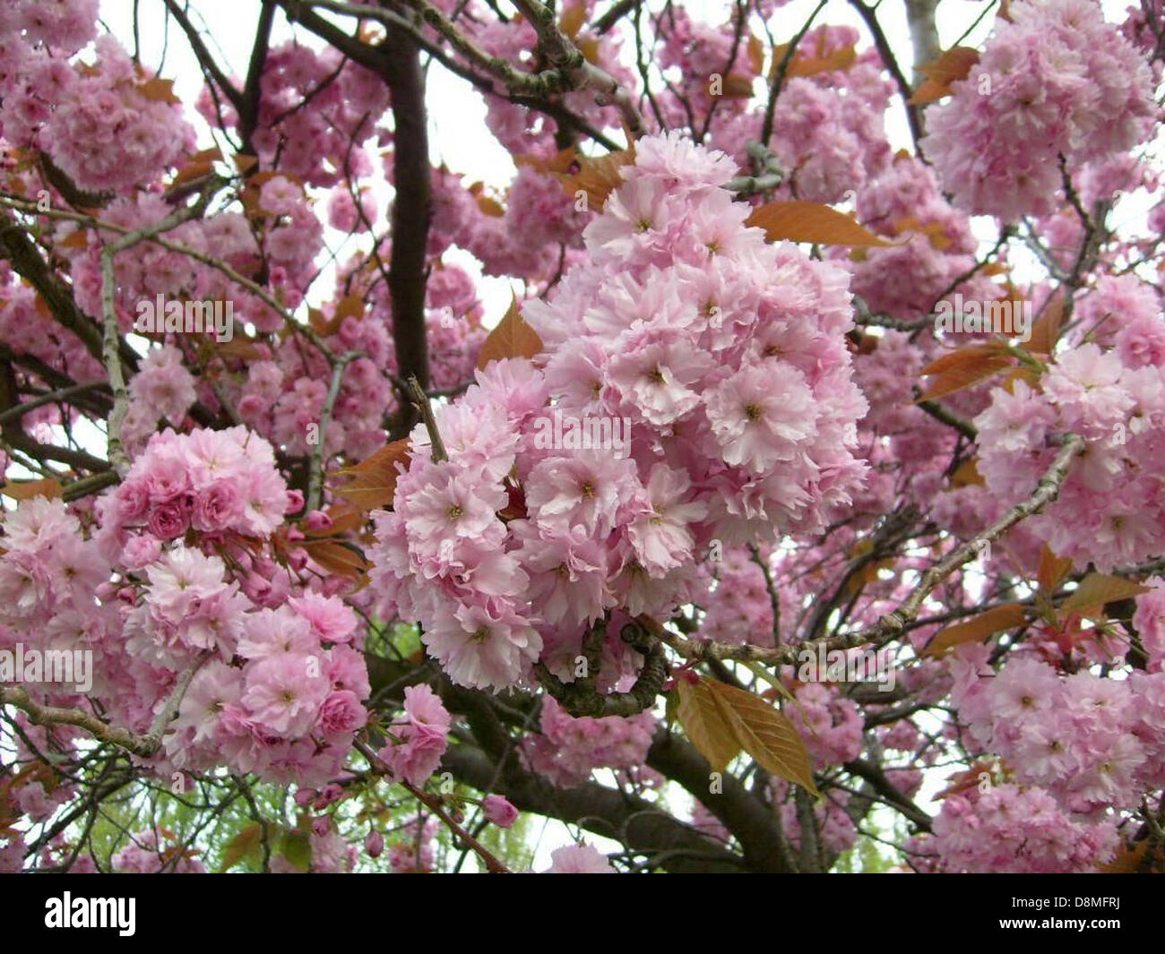 A tree in full bloom during spring, showcasing vibrant flowers and new ...