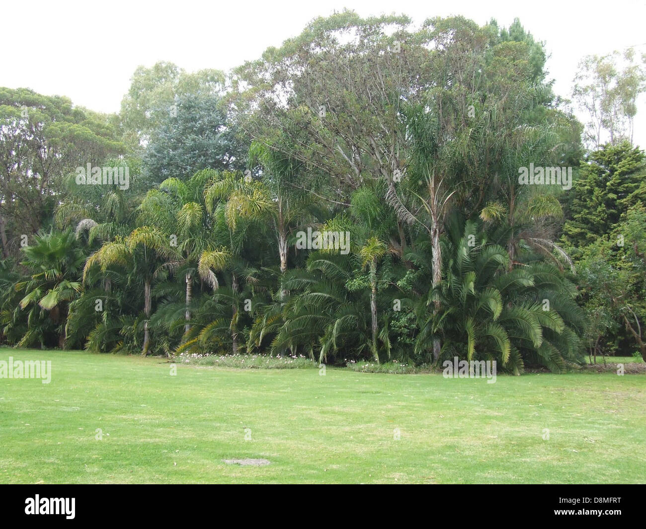 A stand of trees in a forest or wooded area, grouped together in close ...