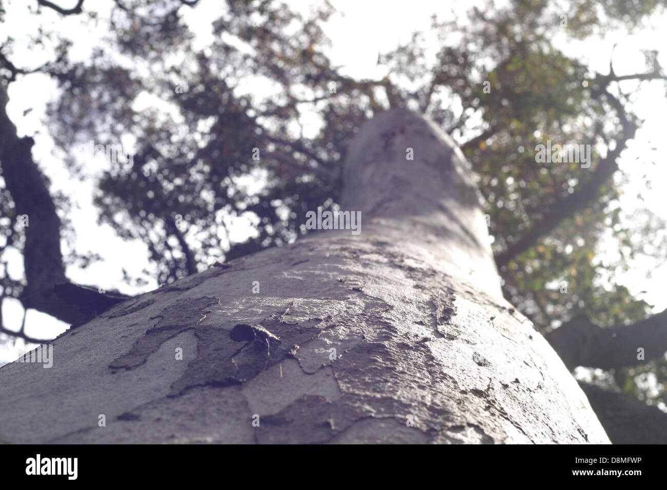 A tall gum tree with visible insects, located in the Porongurup Ranges ...