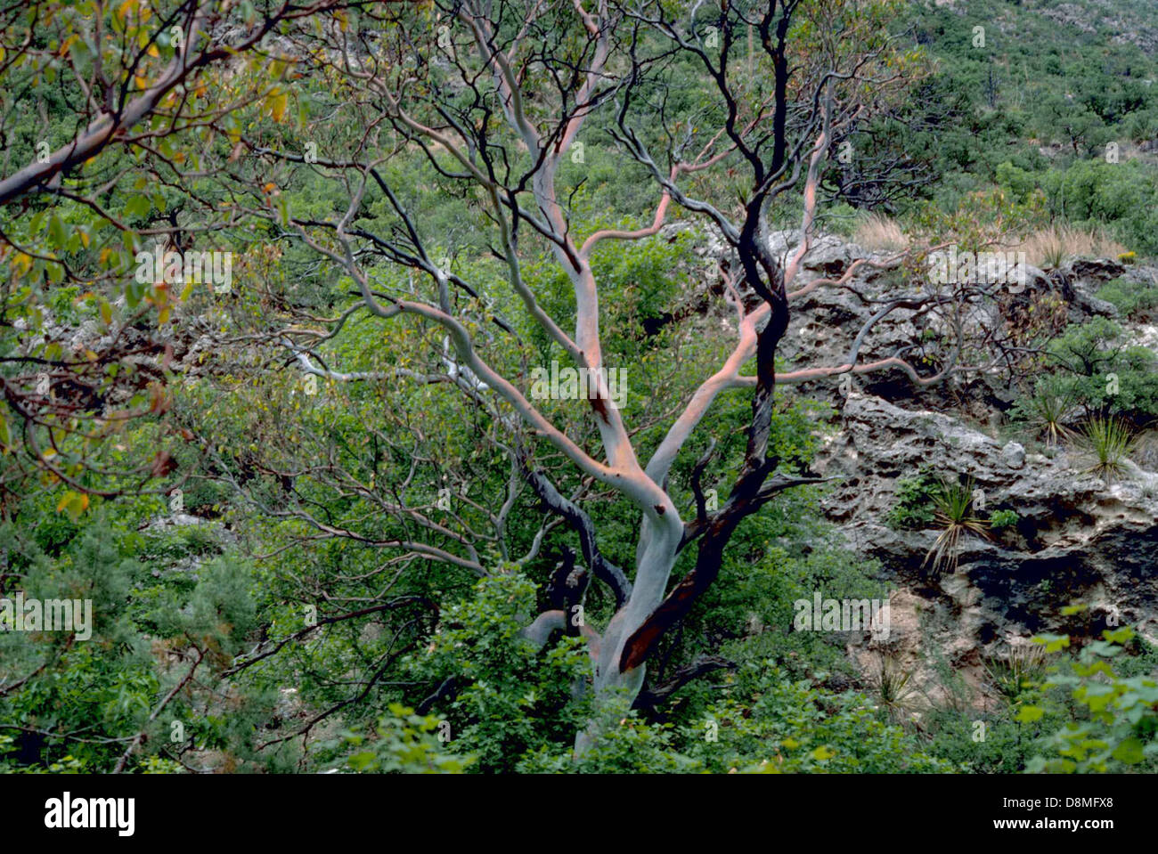 The Texas madrone, scientifically known as Arbutus xalapensis or ...