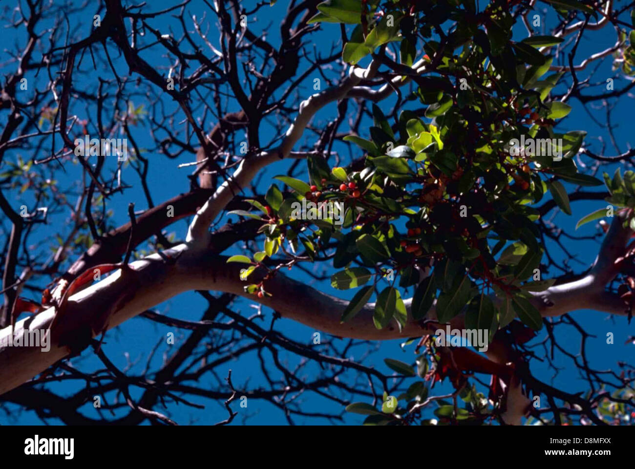 A close-up of the Texas madrone tree (Arbutus xalapensis), known for ...