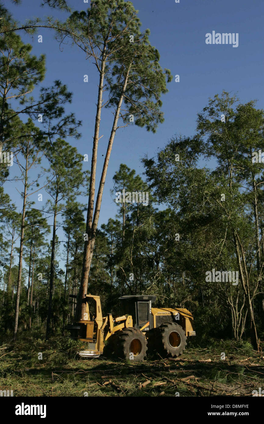 Thin pine trees Stock Photo - Alamy