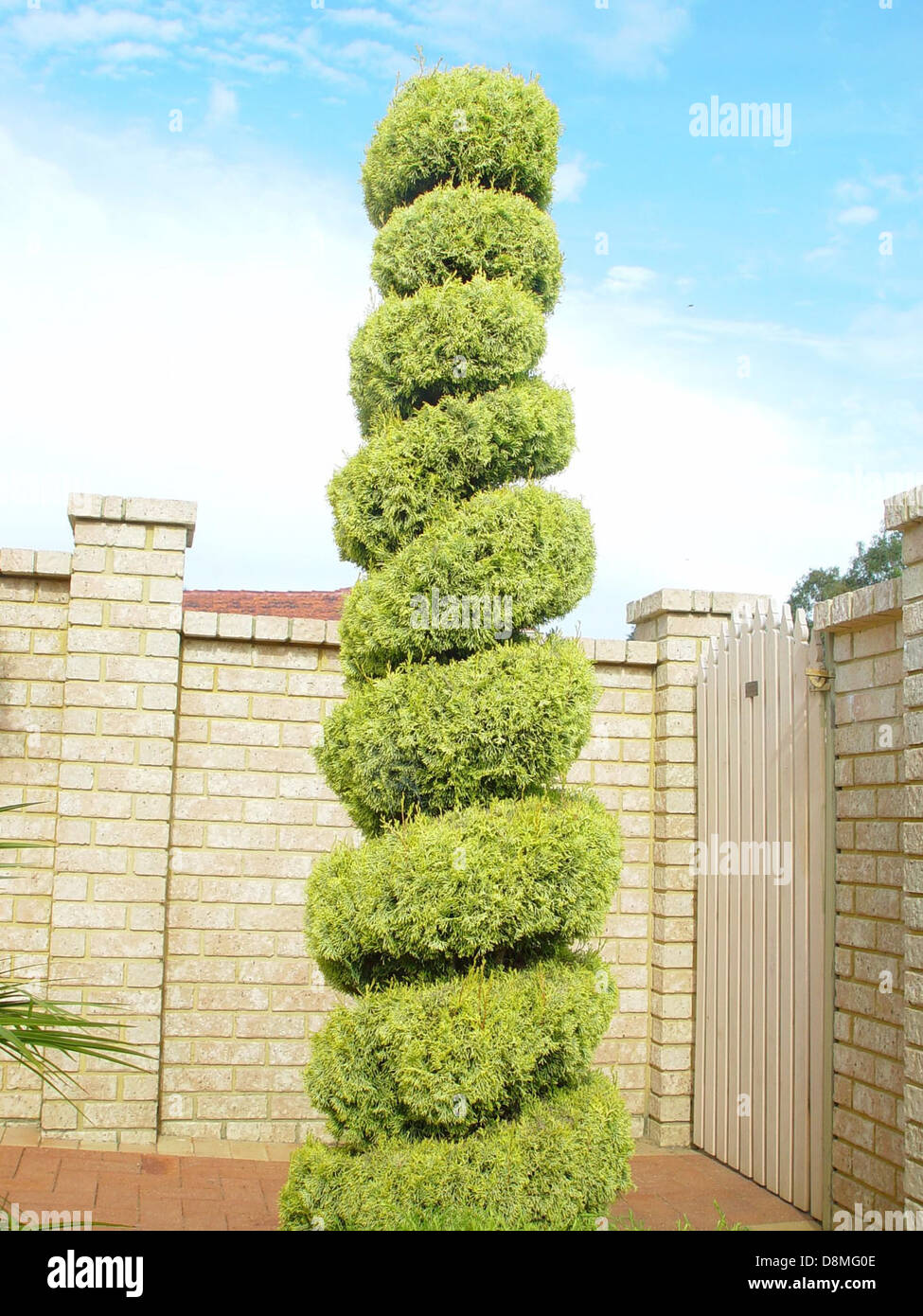 A topiaried pencil pine tree, shaped into a slender, conical form ...