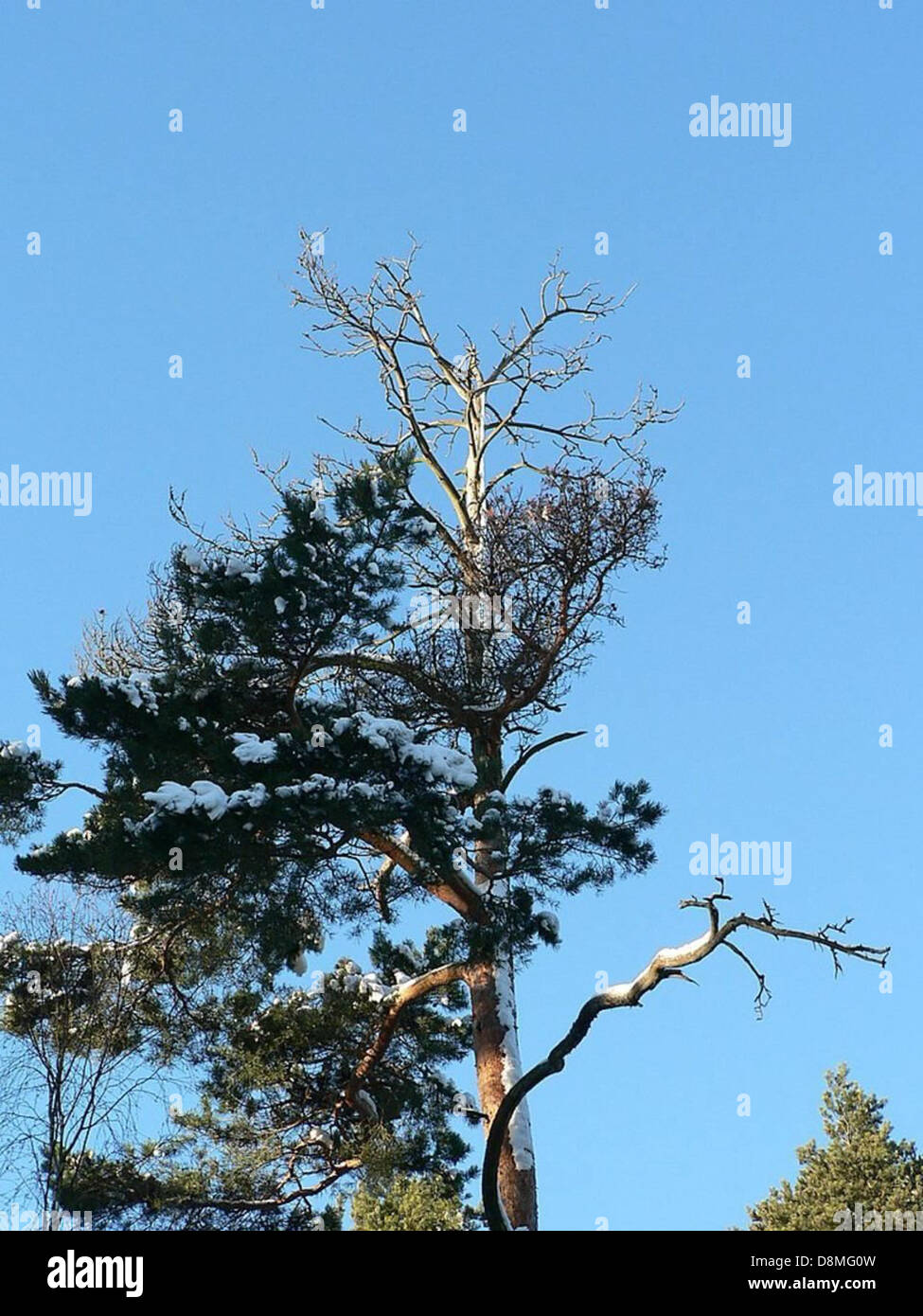 A close-up view of the top of a tree that appears to be dying, showing ...