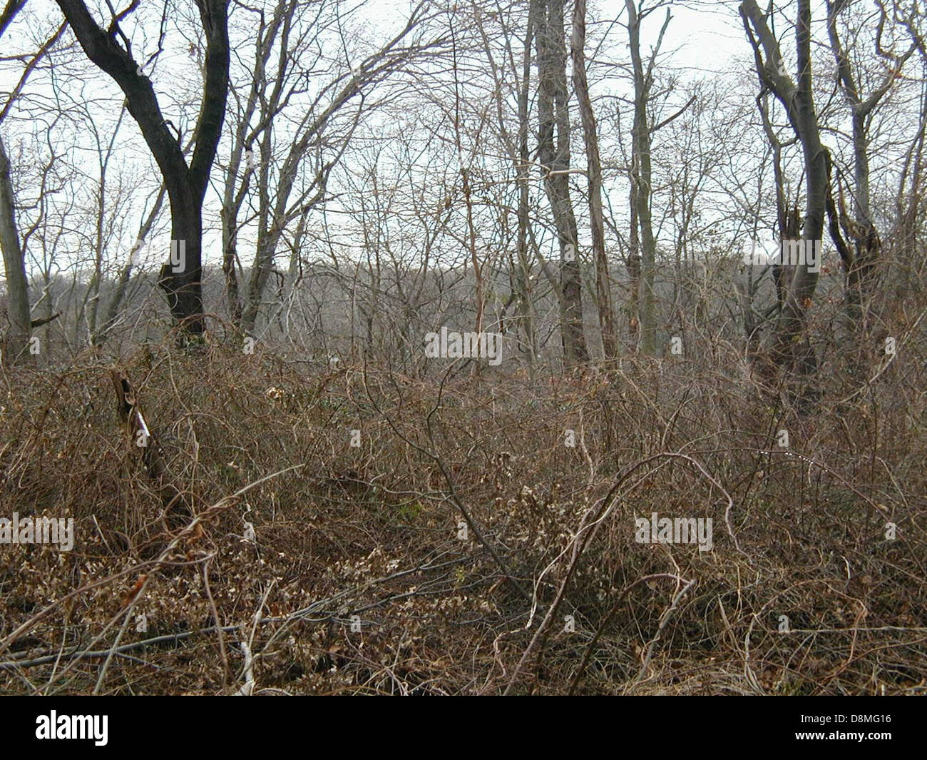 A forest scene featuring tall trees surrounded by underbrush, with ...