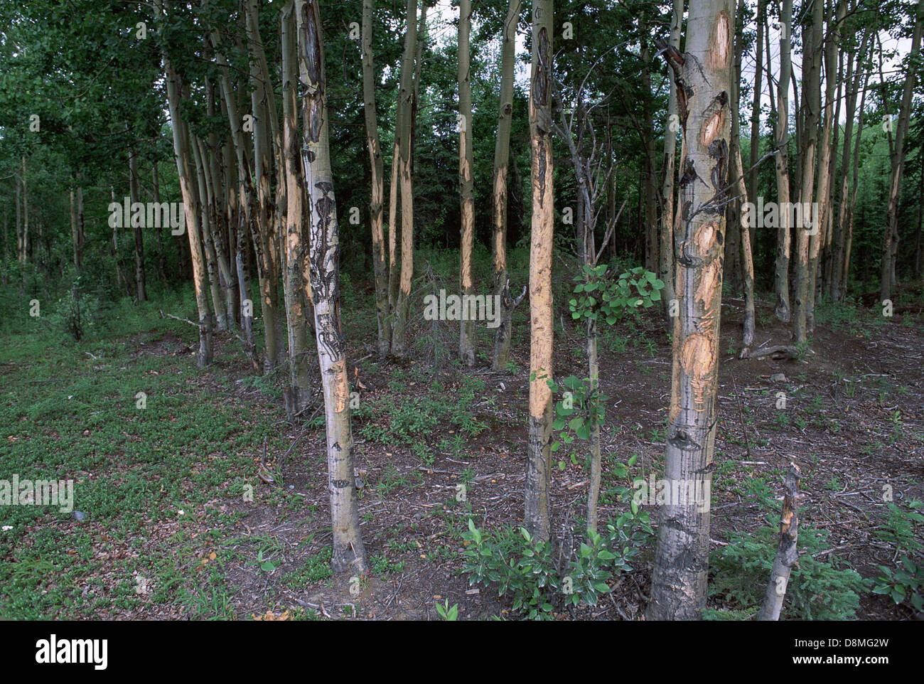 Trees show signs of being rubbed against and de-barked, likely due to ...