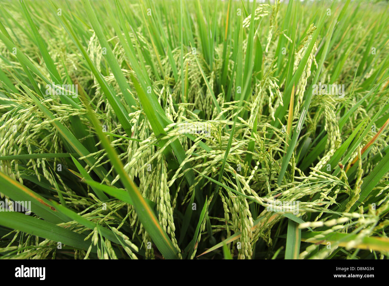 Rice plan hi-res stock photography and images - Alamy