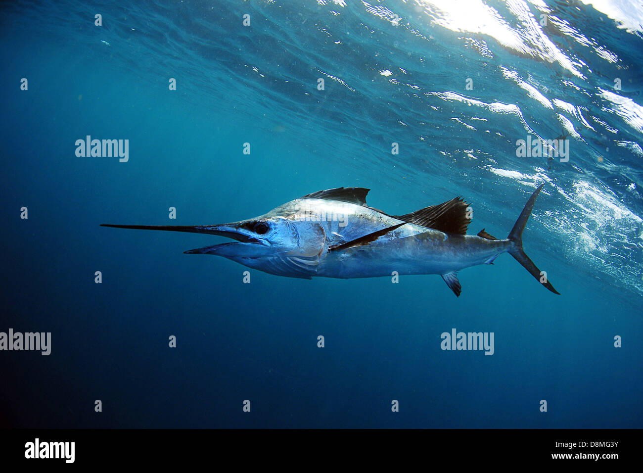 Atlantic sailfish istiophorus albicans hi-res stock photography and ...