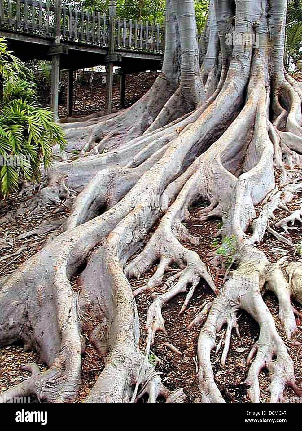 A close-up of tree roots spreading across the ground. The intricate ...