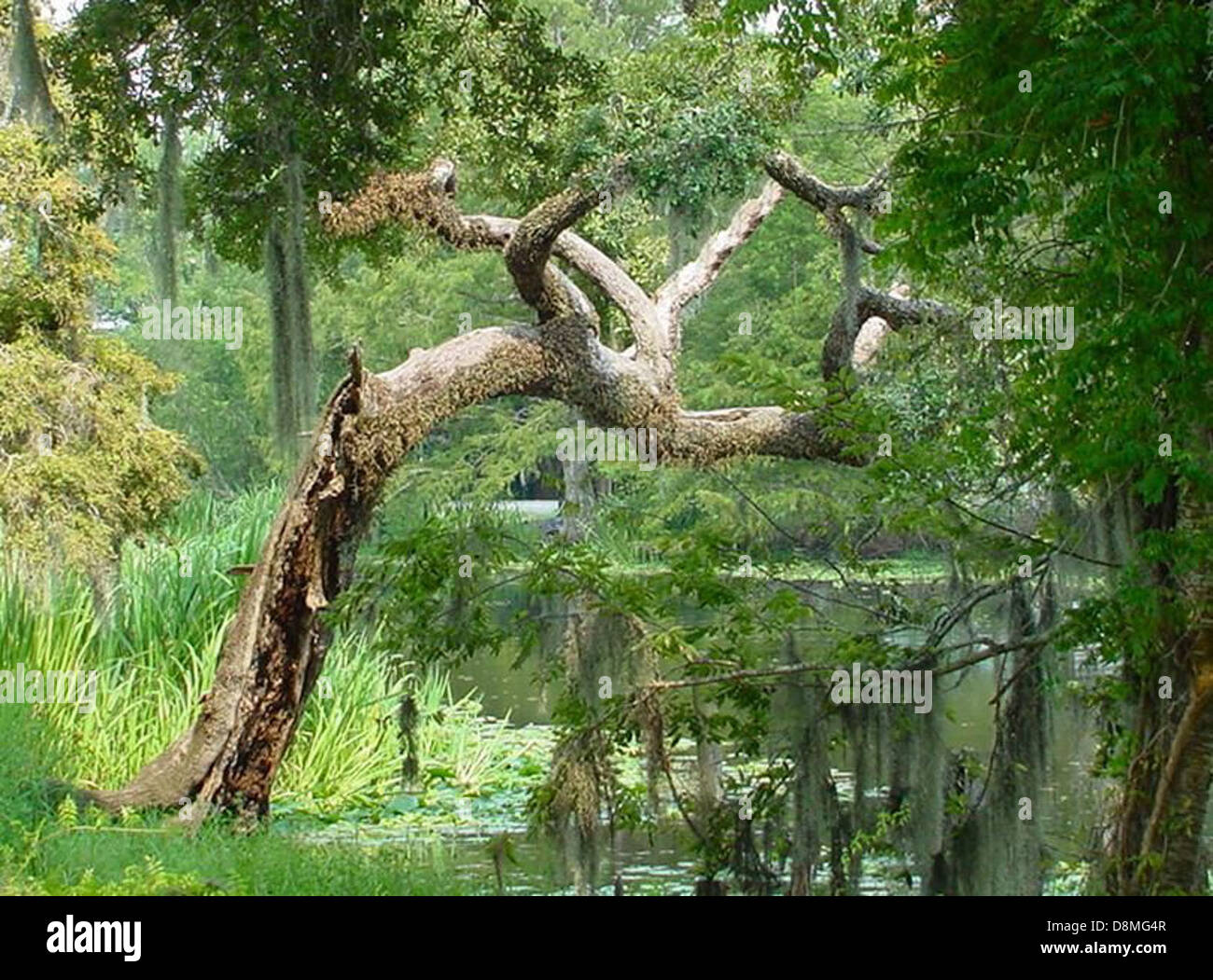 A single tree, identified as Amelia, standing tall in a natural setting ...