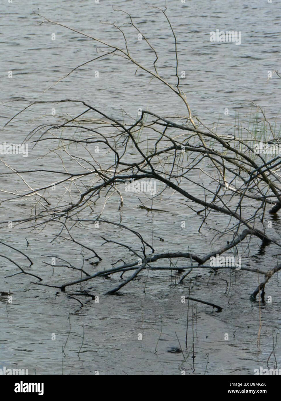 Tree branches in water Stock Photo - Alamy