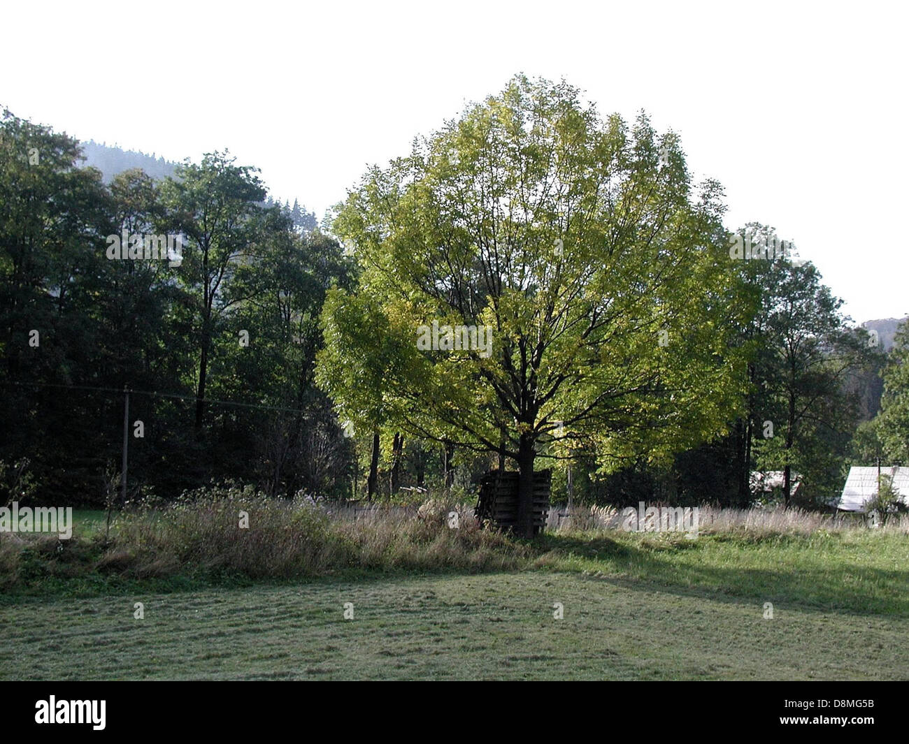 A tall tree stands in the heart of a national park, surrounded by ...