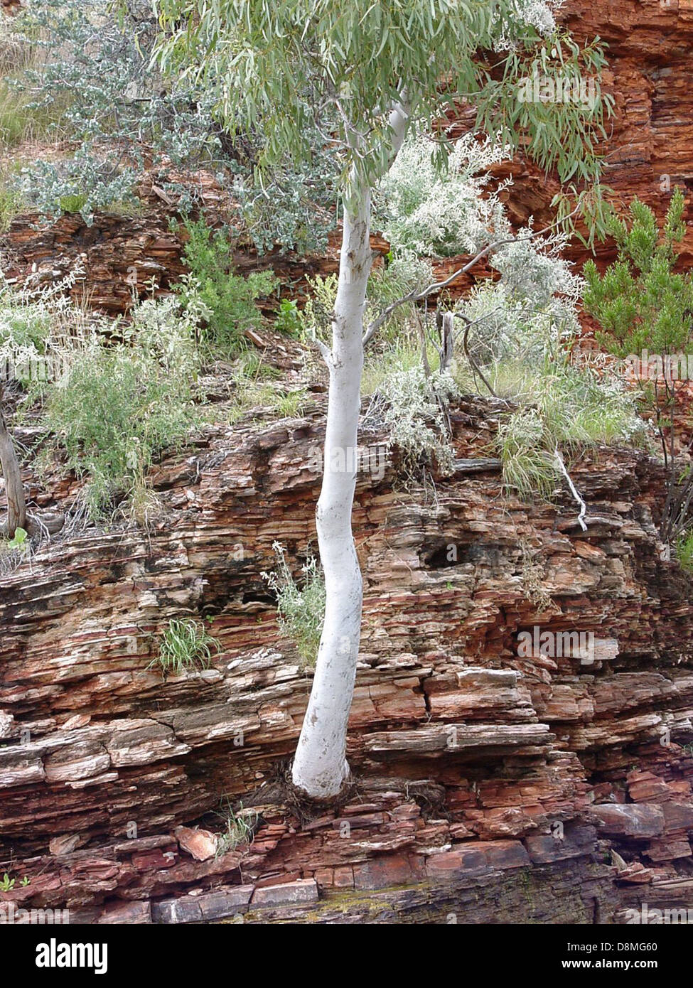 A tree growing from a rock in Wittenoom Gorge, an extraordinary natural ...