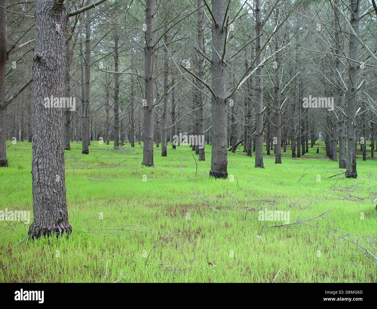 A stock photo of a tree plantation, showing rows of young trees being ...
