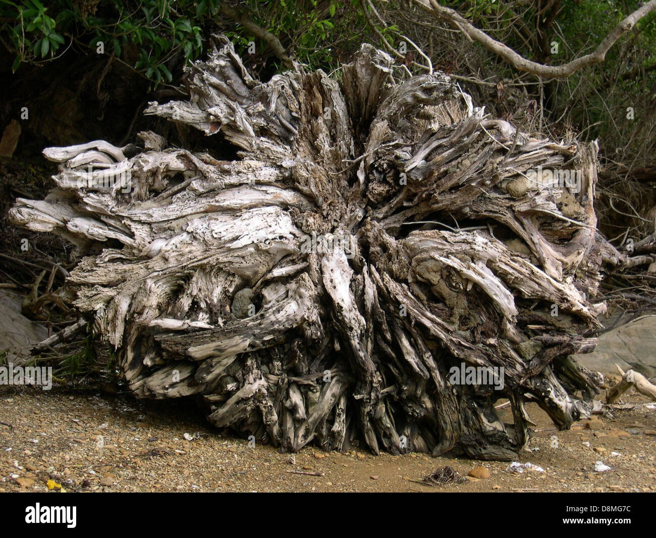 A close-up view of tree roots, showing their intricate network beneath ...