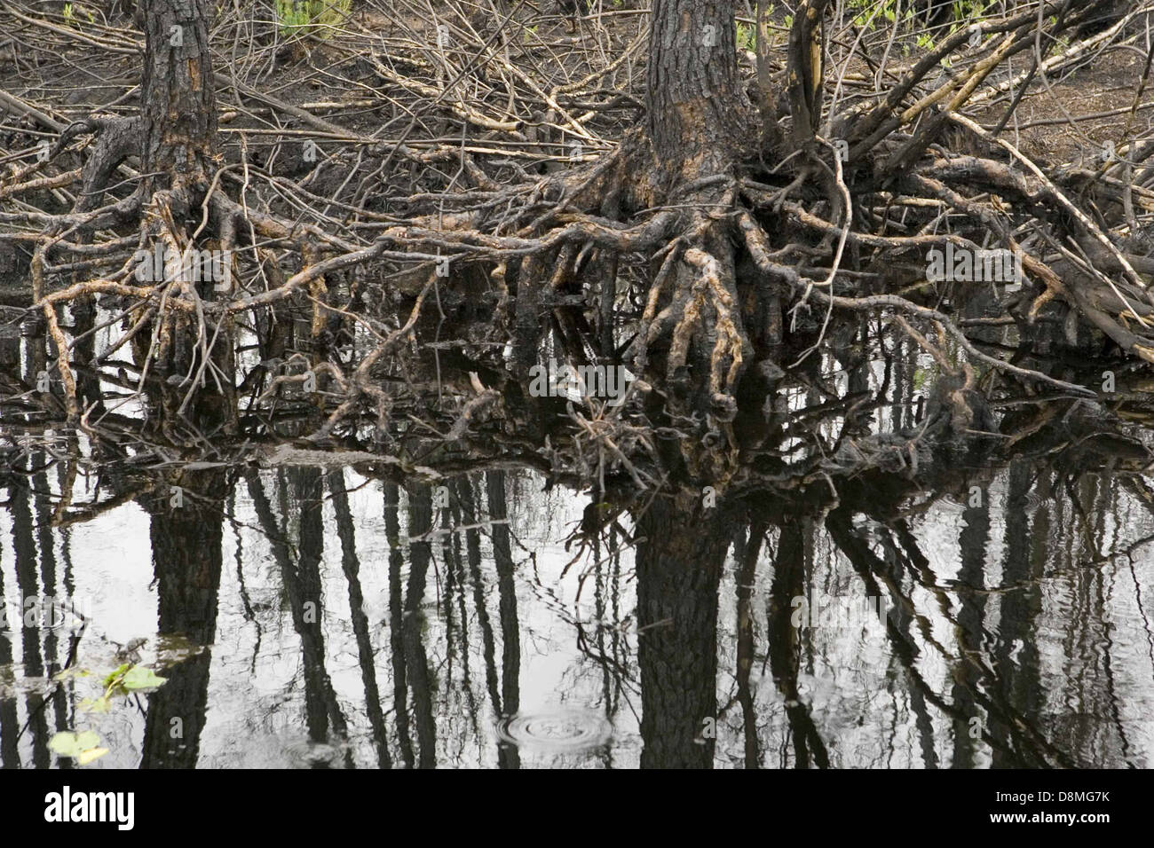 Tree roots showing signs of damage from a fire, with charred and burnt ...