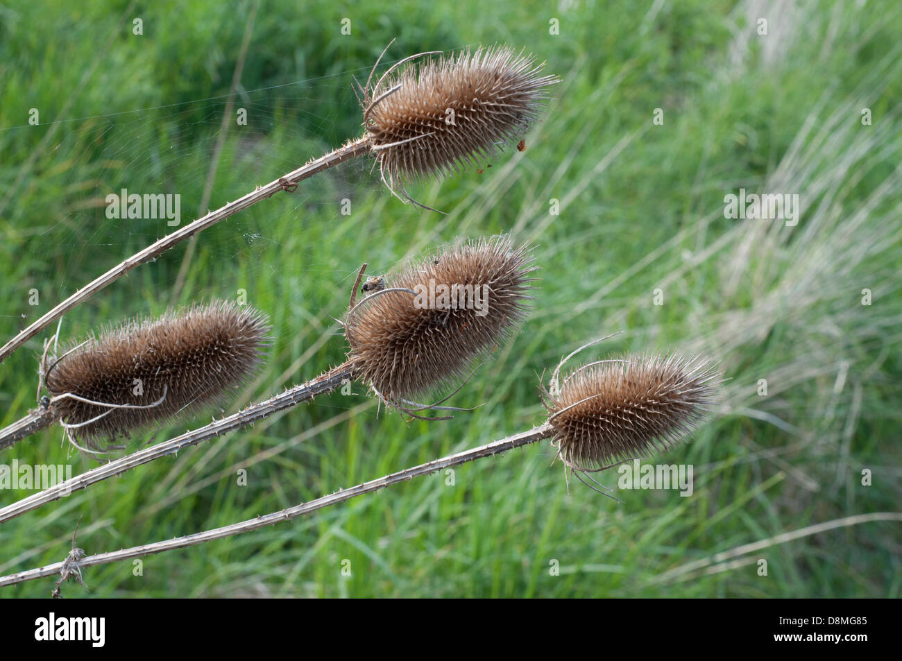Teasel (Dipsacus fullonum) spiny flower heads, dried flowers ...