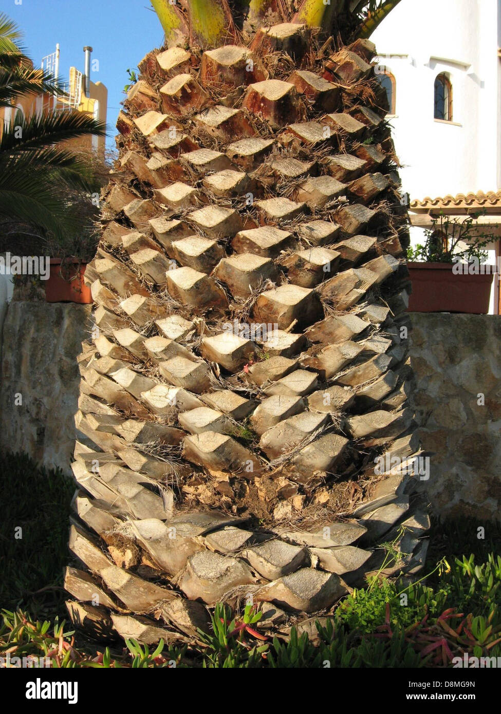A close-up of the trunk of a tropical palm tree, showing its rough ...