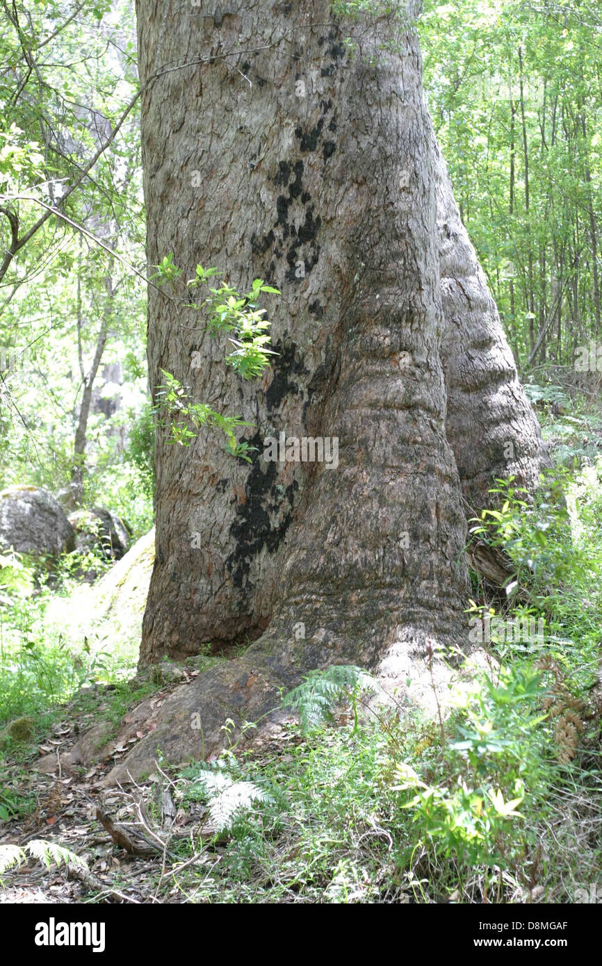 Distinctive twisted appearance hi-res stock photography and images - Alamy