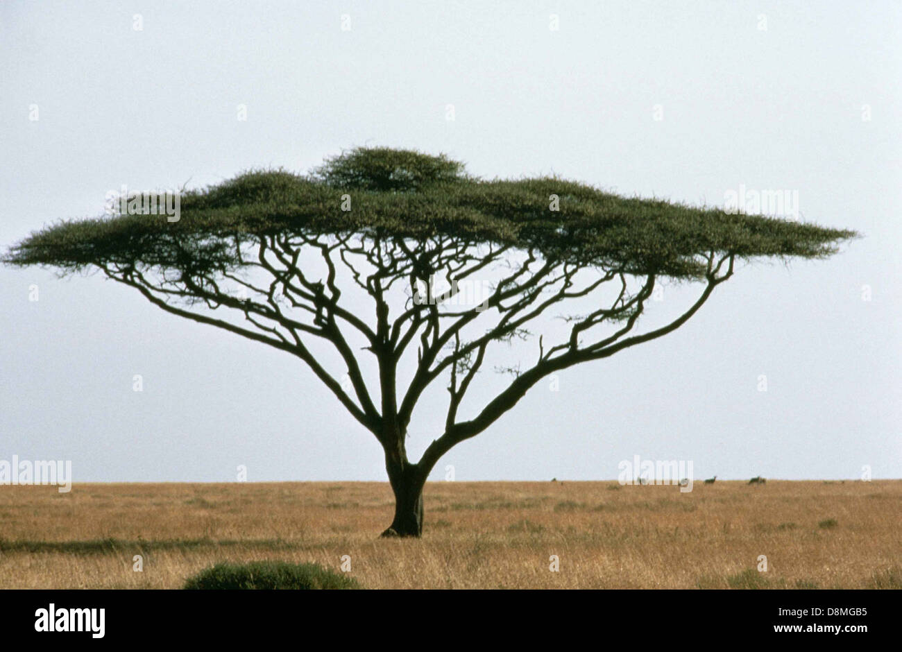 Umbrella thorn acacia israeli babool hi-res stock photography and ...