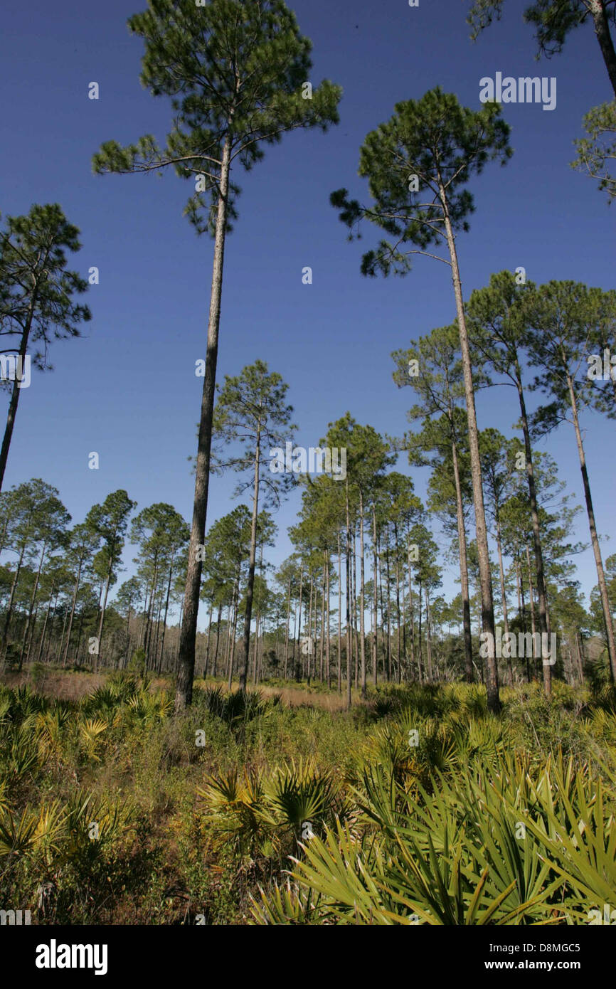 A group of very tall and narrow trees, showcasing a distinct growth ...