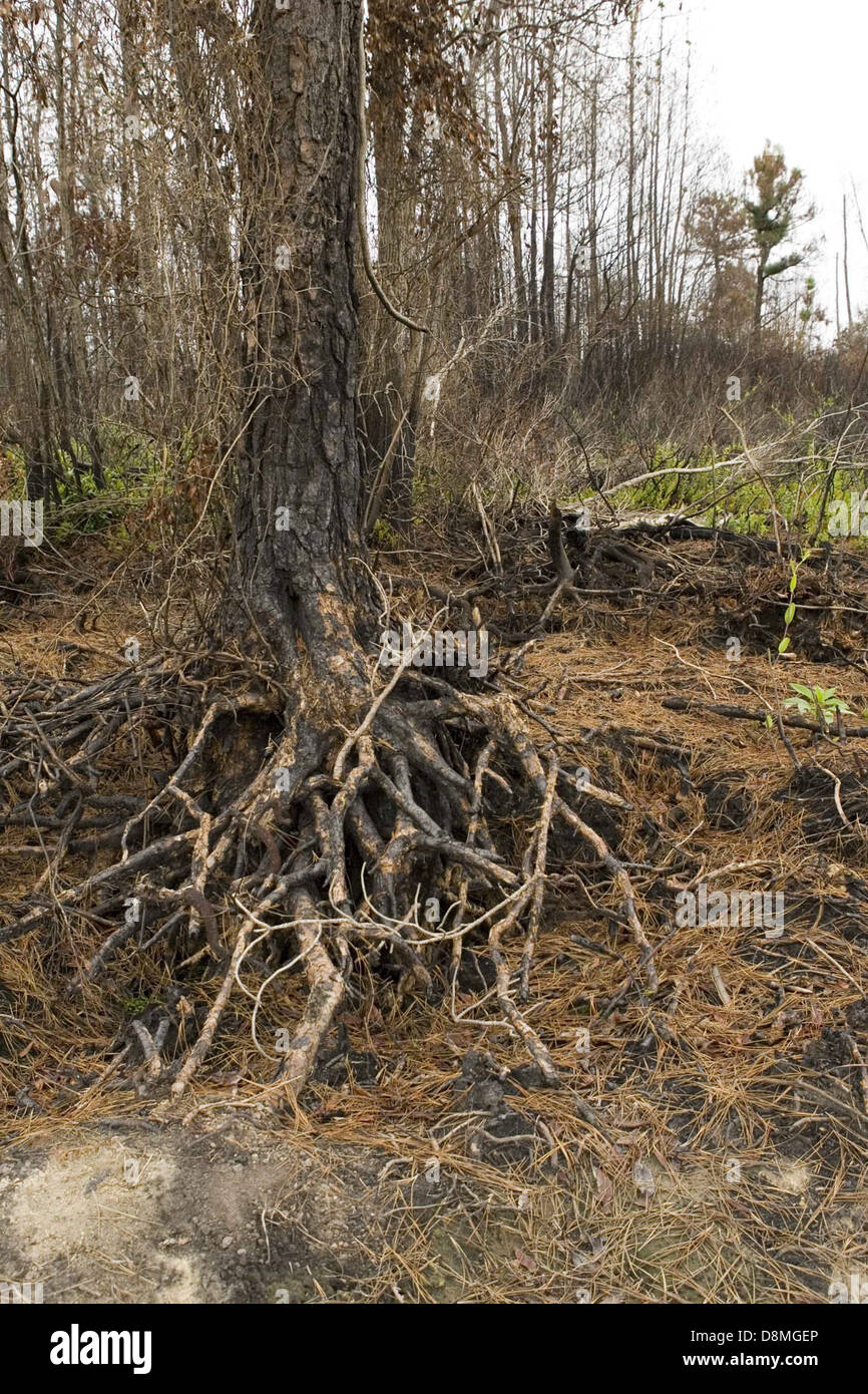 Wildfire damage to tree roots Stock Photo - Alamy