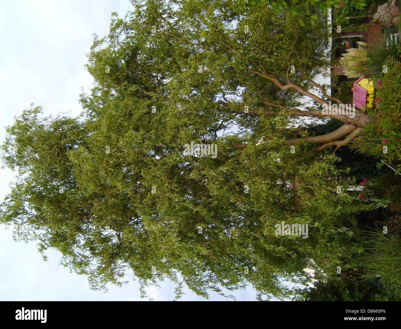 A willow tree with long, drooping branches that sway gently in the wind ...