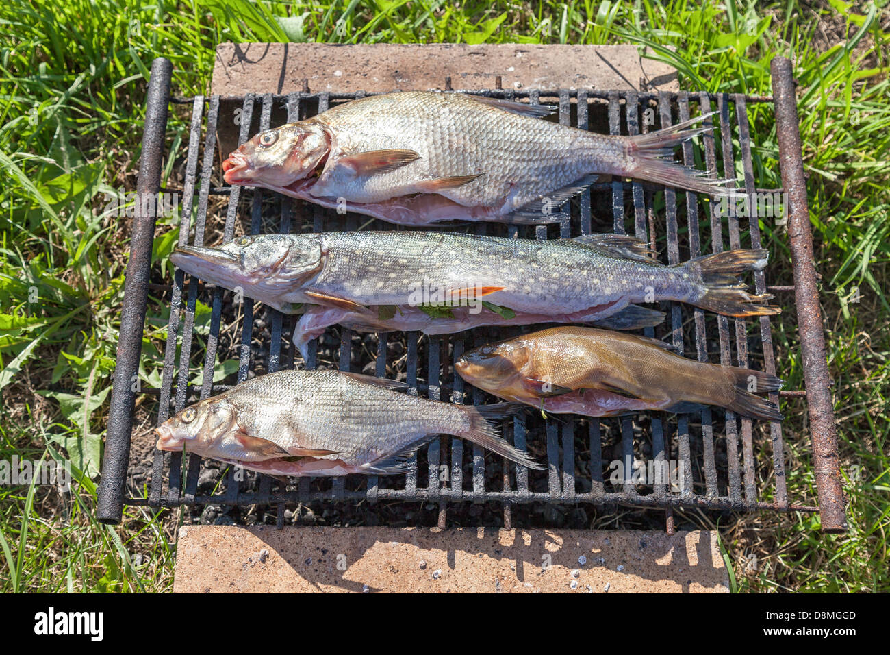 Fresh fish prepared for hot smoking Stock Photo - Alamy