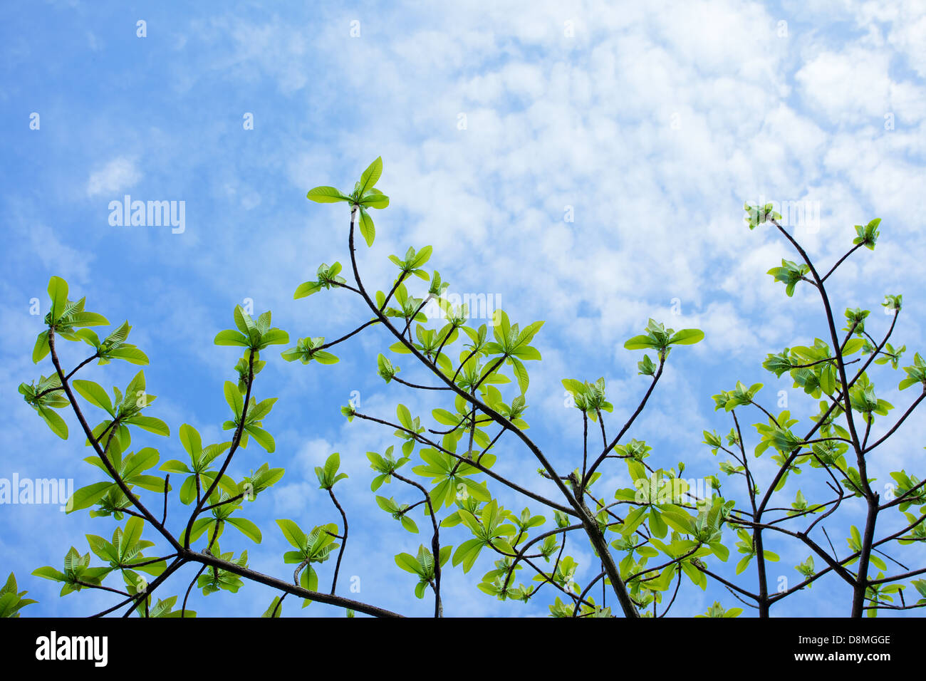 New leaves tree spring hi-res stock photography and images - Alamy