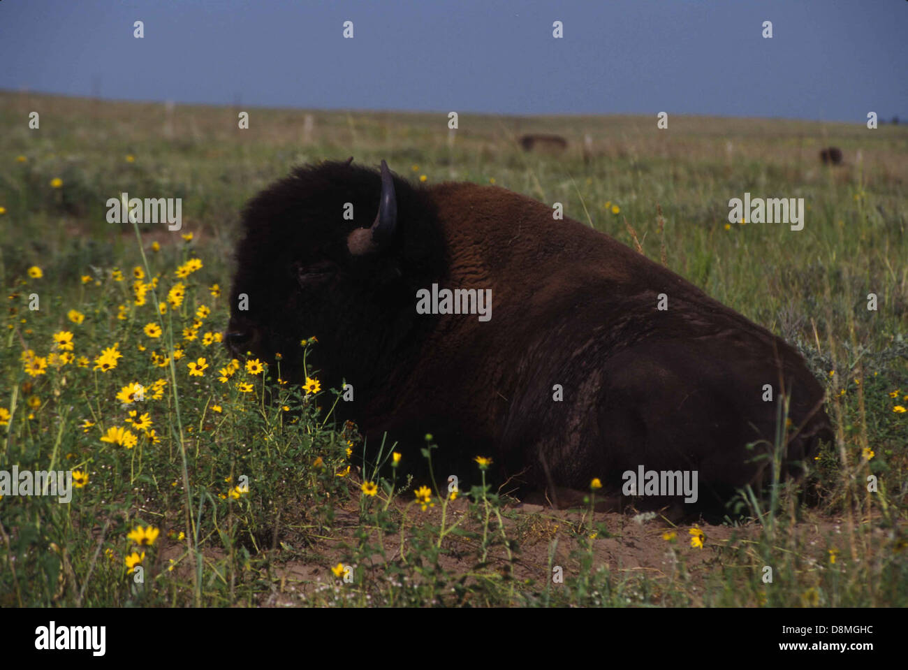 An American bison standing on the grasslands, an iconic symbol of North ...