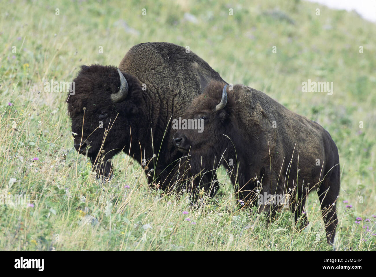 An American bison stands in a natural grassland, showcasing the large ...