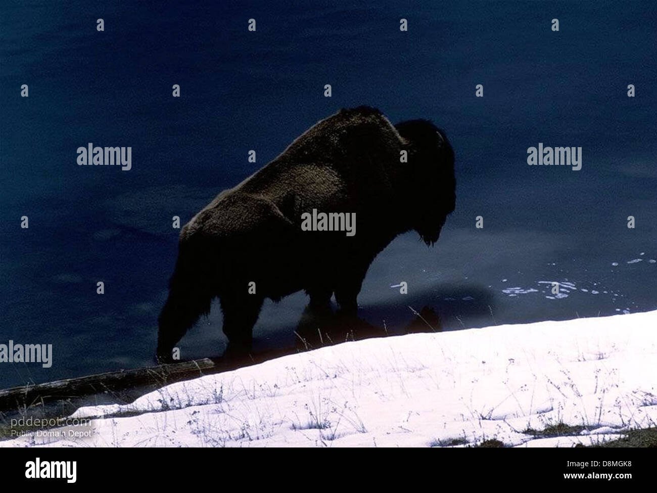 An American buffalo standing in a natural prairie landscape, showcasing ...
