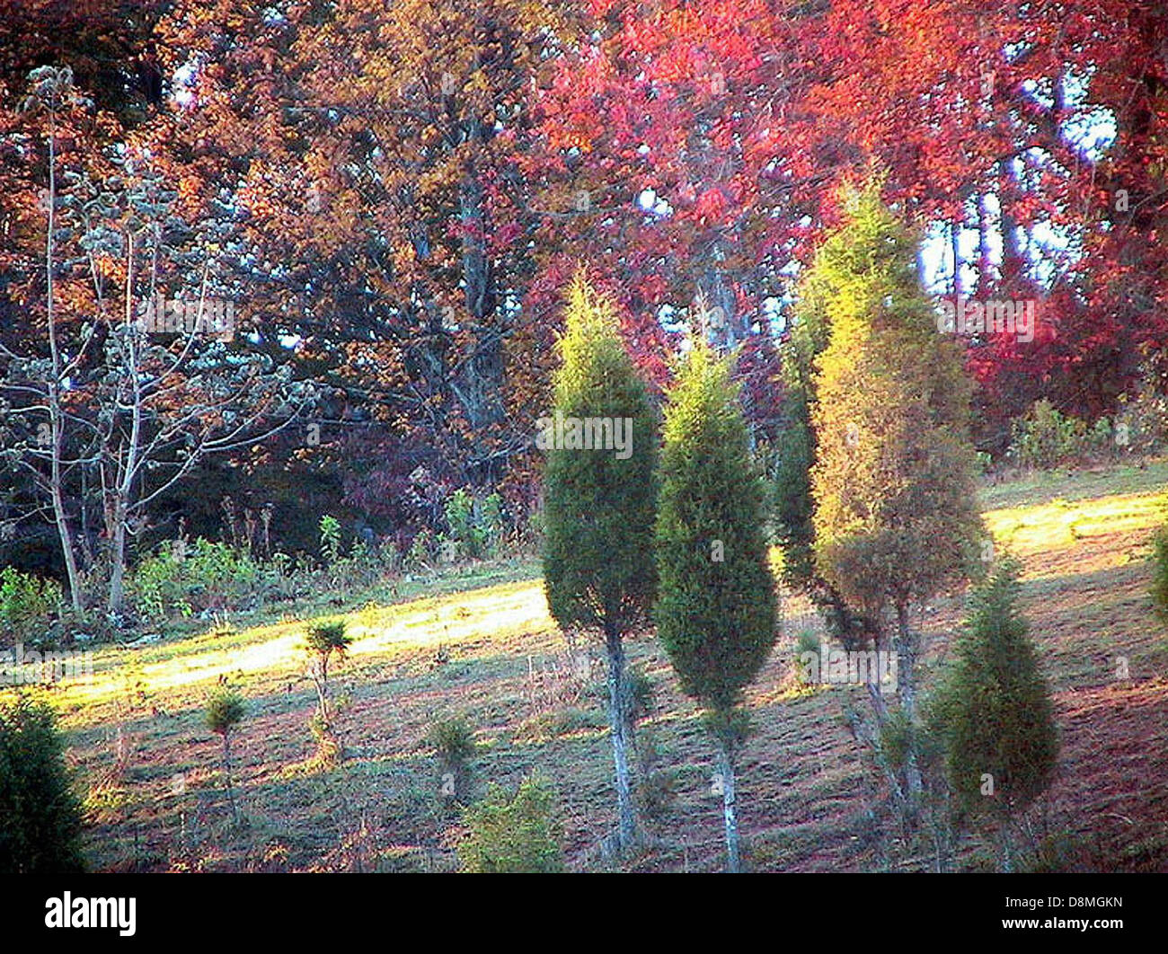 A group of young cedar trees stands in a forest or field, showing fresh ...