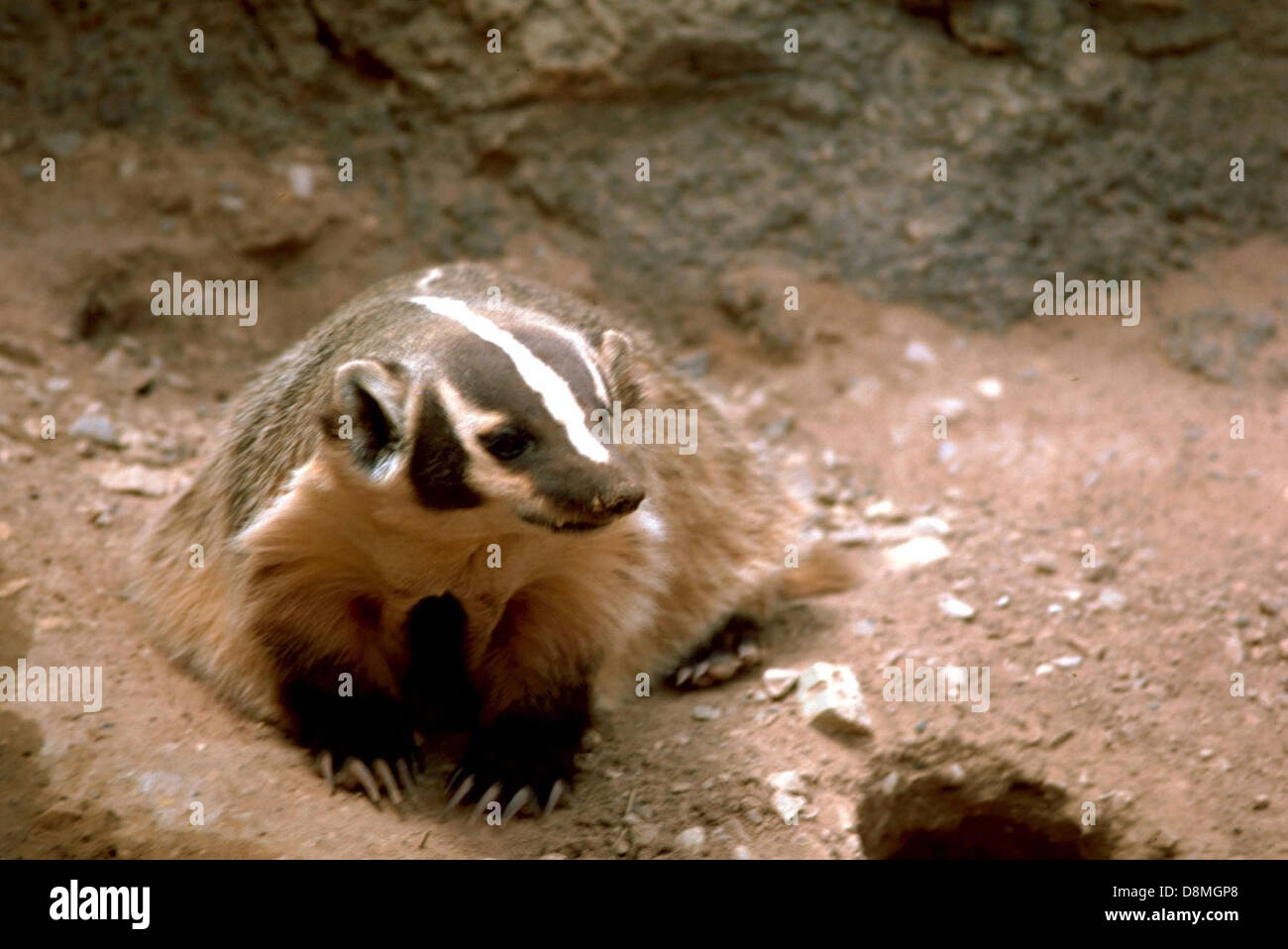 A high-resolution image of a badger, capturing its distinct features ...