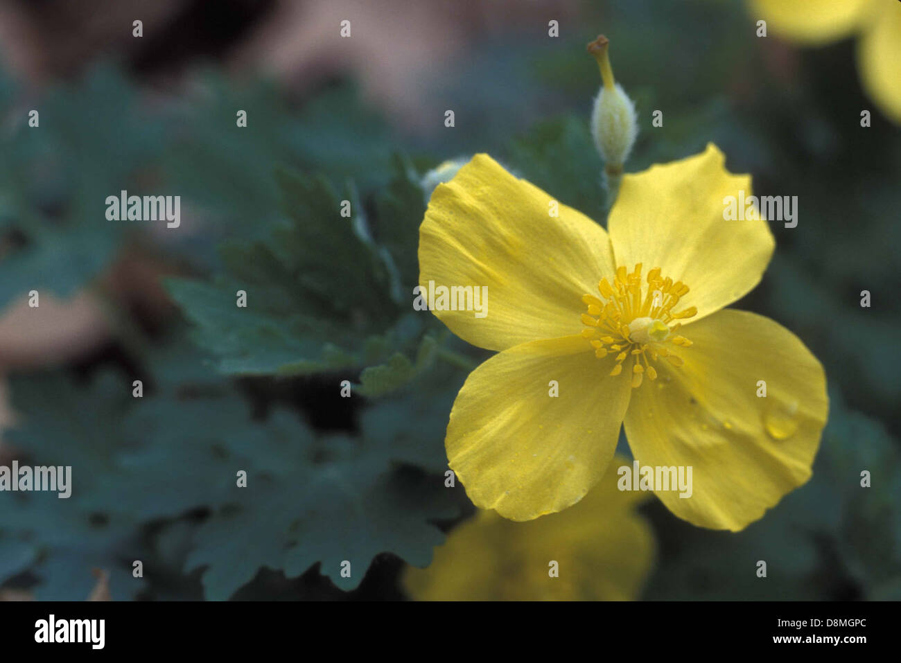 A close-up photo of the yellow petals of a celandine poppy flower ...