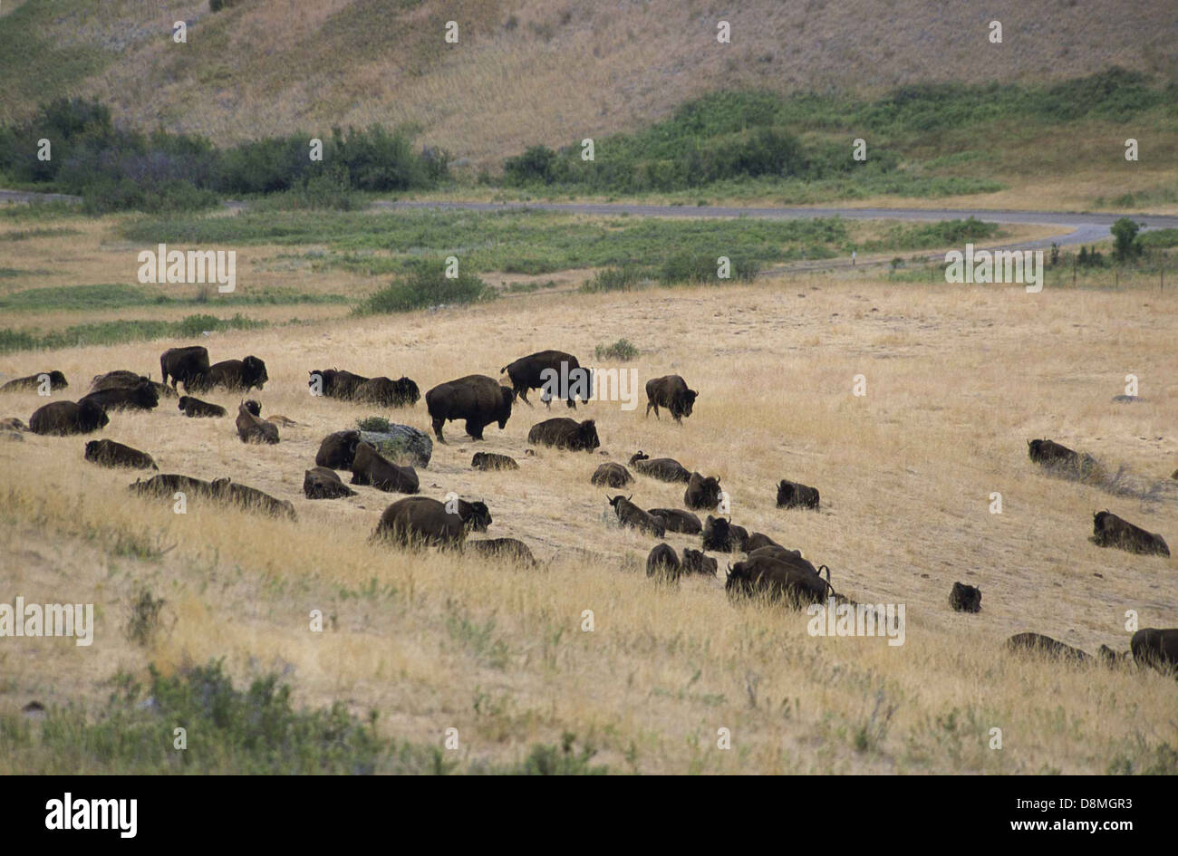 A herd of bison grazing in a valley, capturing a scene of wildlife in ...