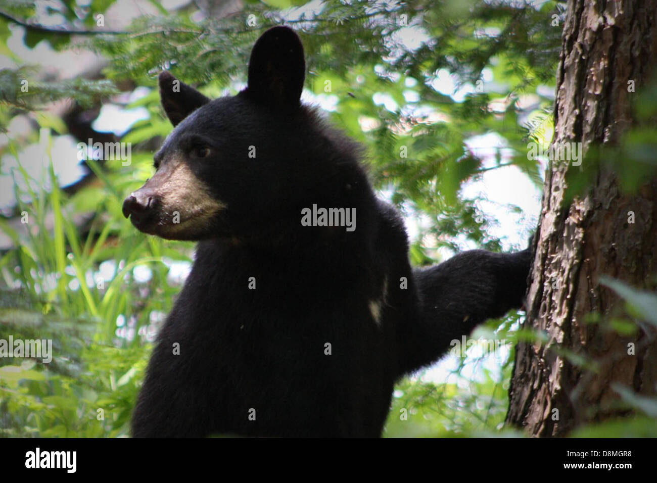 A black bear (Ursus americanus) foraging in the wild. Black bears are ...