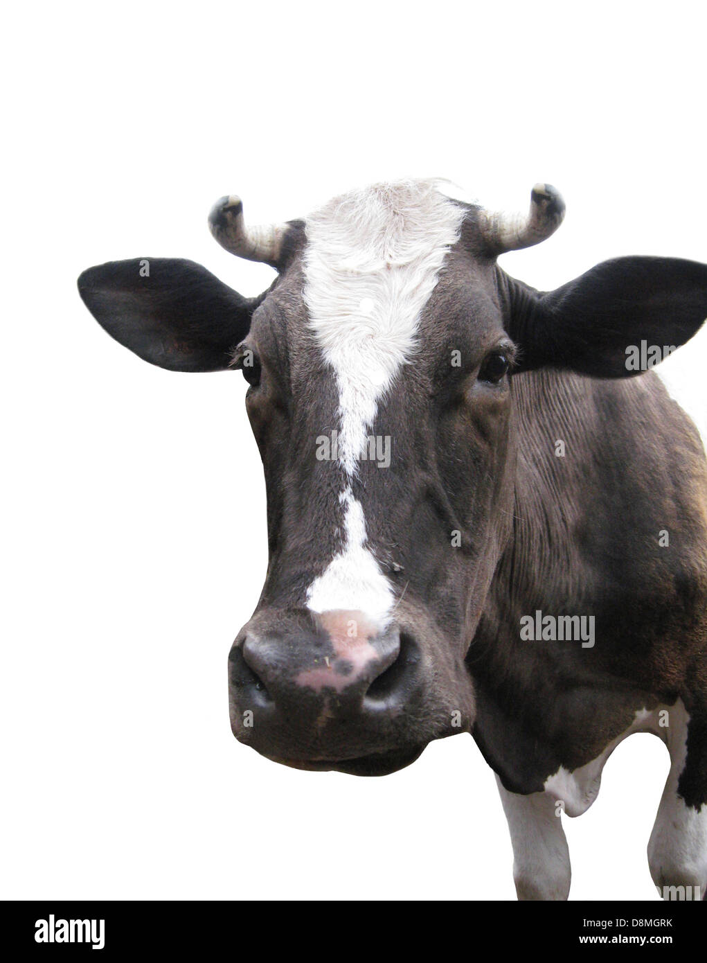 Black-and-white cow isolated on the white background Stock Photo - Alamy