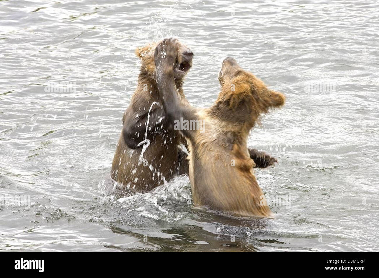 A pair of bear cubs are seen playing in a body of water. Their playful ...