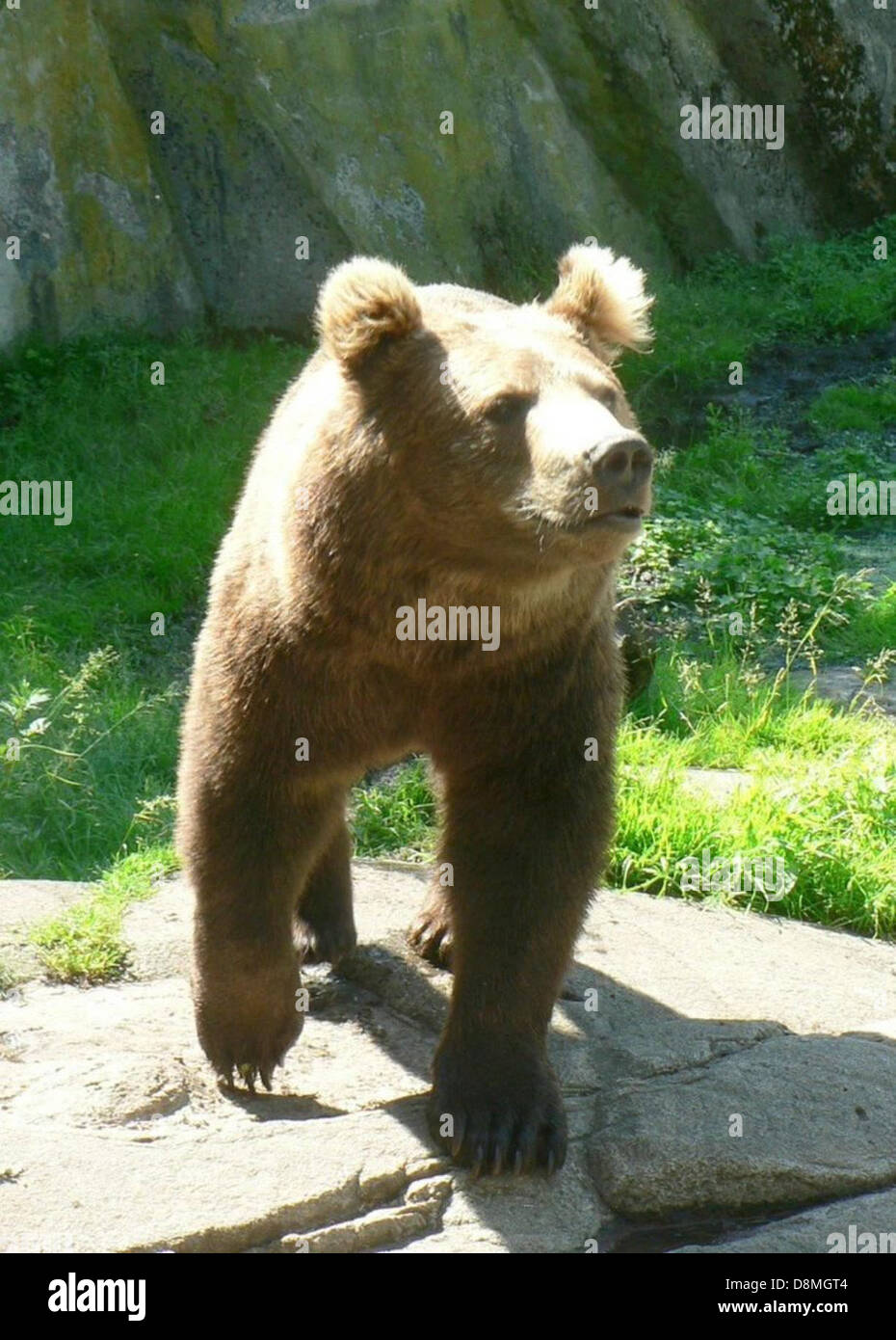 A wild bear standing on a rock in its natural habitat. The powerful ...
