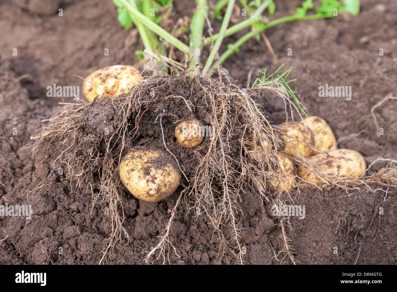 Fresh potato crop just dug out of the ground Stock Photo - Alamy
