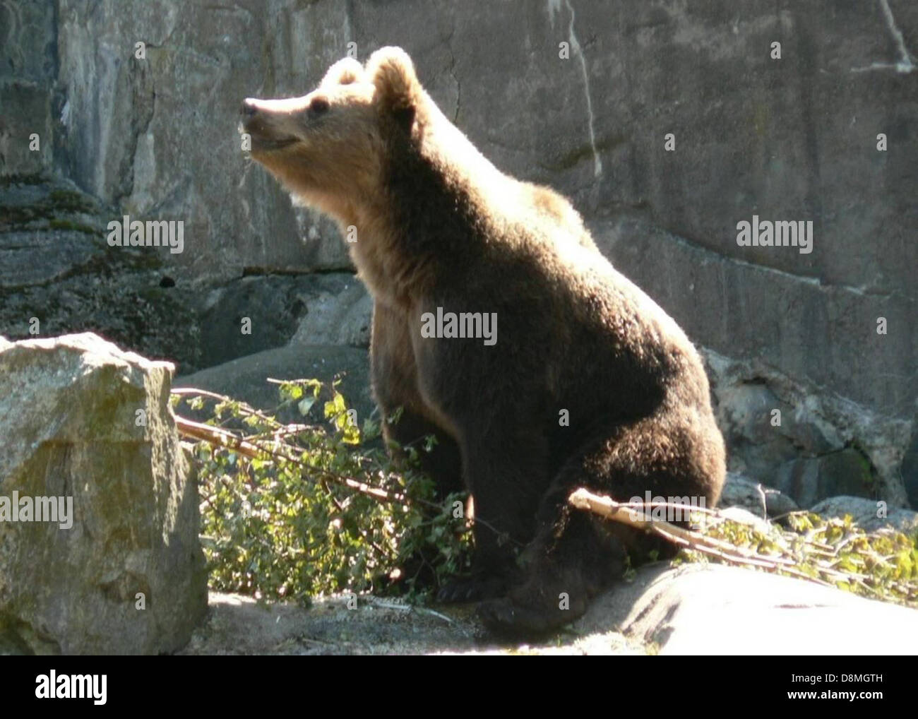 A bear is sniffing the air in its natural habitat, using its keen sense ...