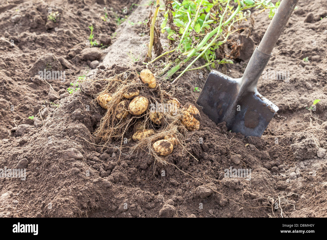 Fresh potatoes being dug up out of the ground by a spade Stock Photo ...