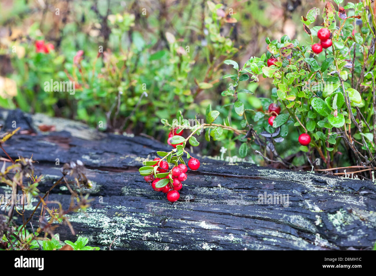 Ripe red cowberry close up Stock Photo - Alamy
