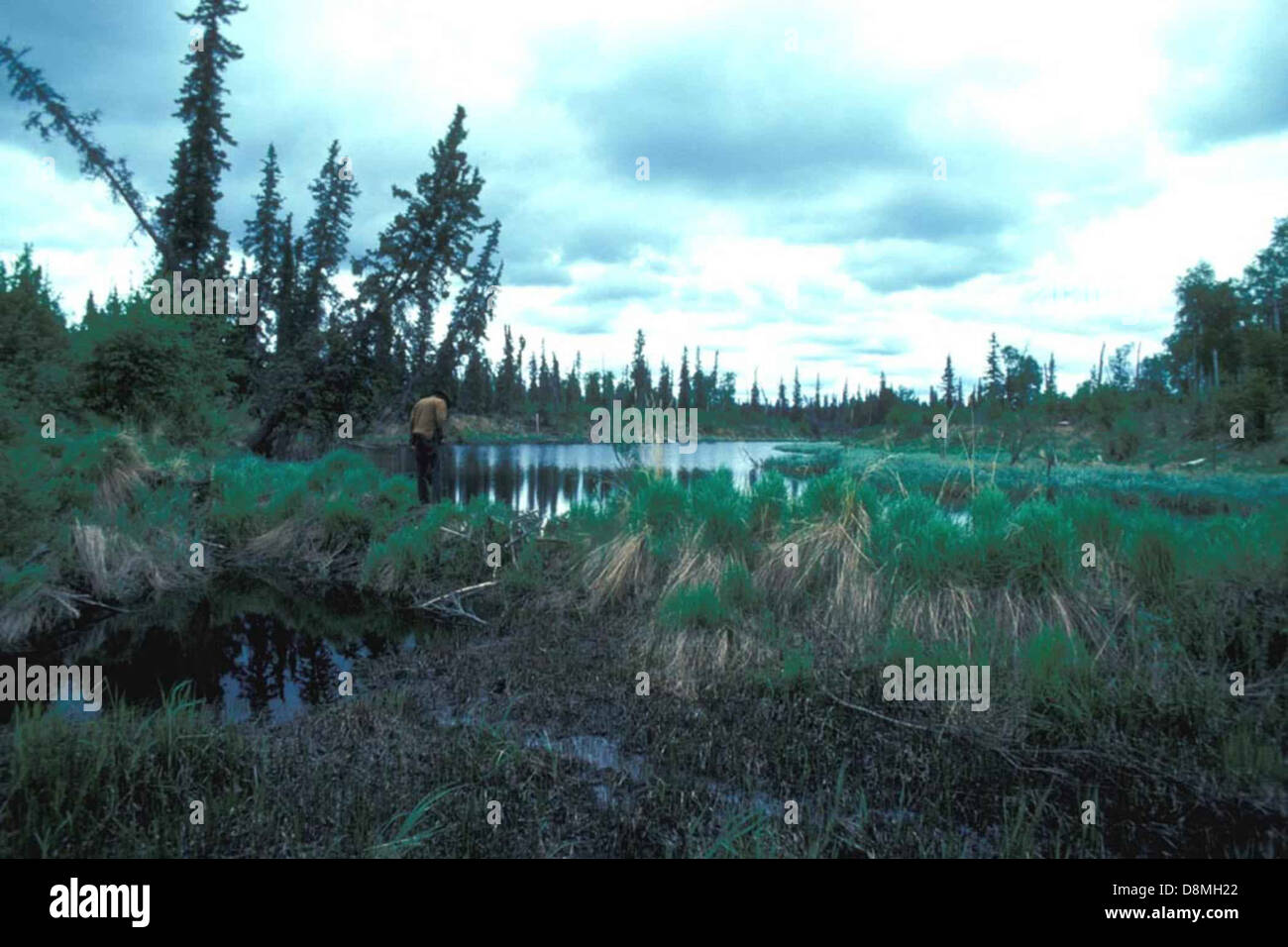 This image shows a beaver dam on the shore of a lake. The dam is a ...
