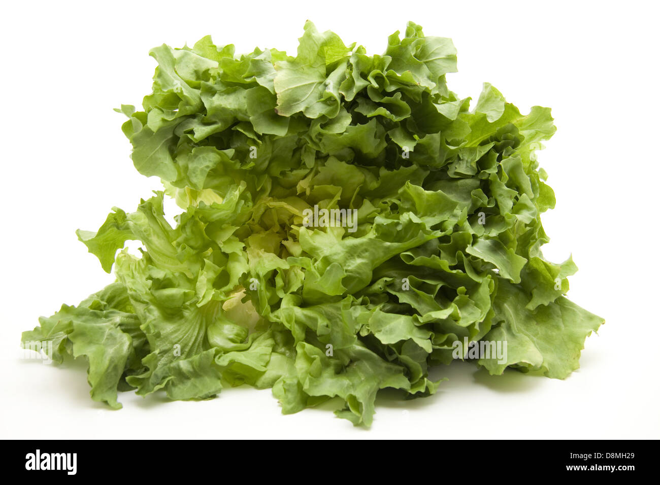 Salat salad endivien endive hi-res stock photography and images - Alamy