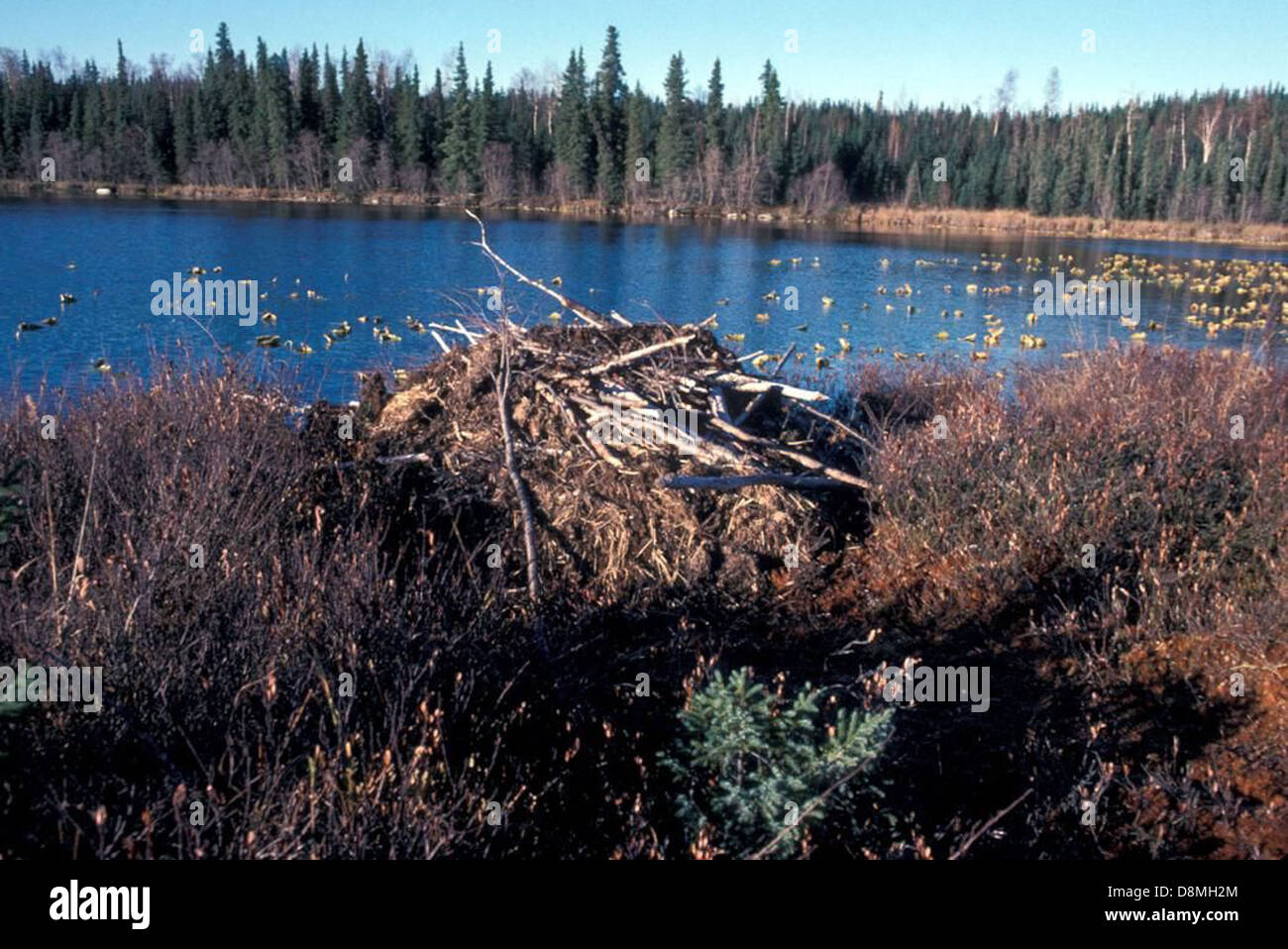 A beaver lodge built on Martin Lake, made from branches and mud, sits ...