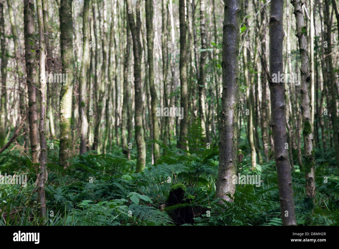 Hikers hiking trees small woods path hi-res stock photography and ...