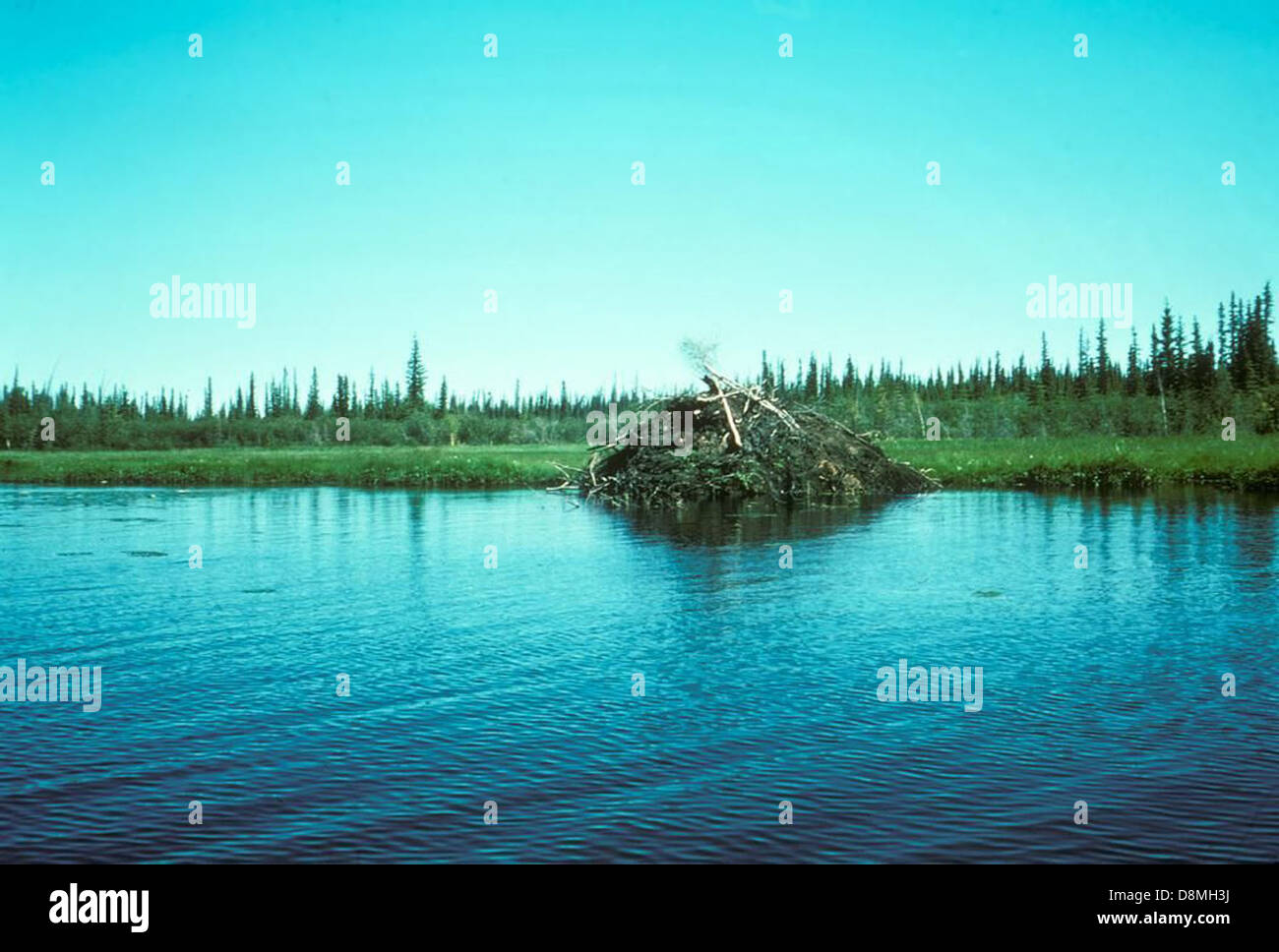 A beaver lodge located in a river, constructed from sticks and mud ...