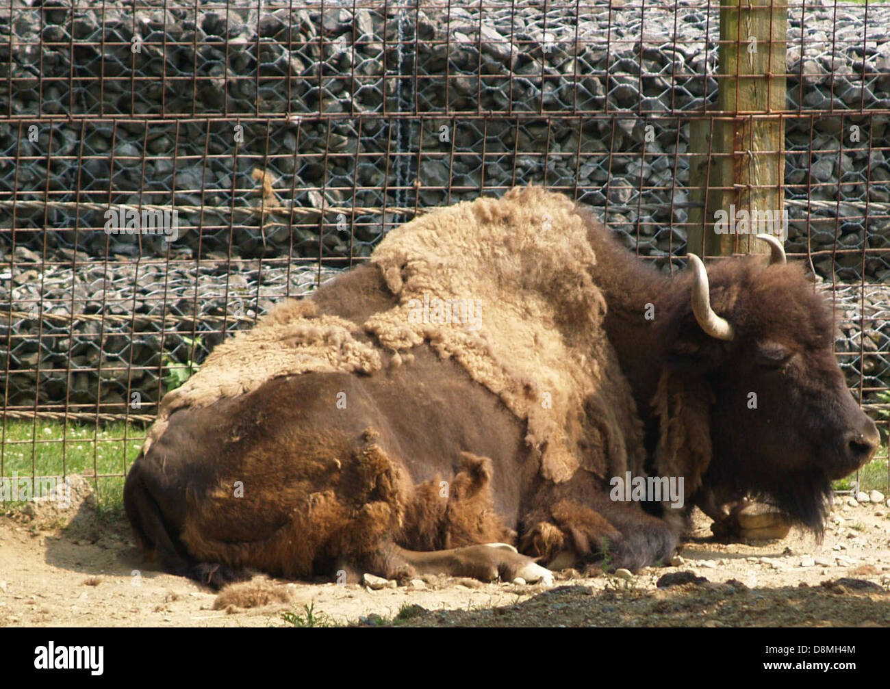 A bison at rest in a zoo in America, displaying its large, muscular ...
